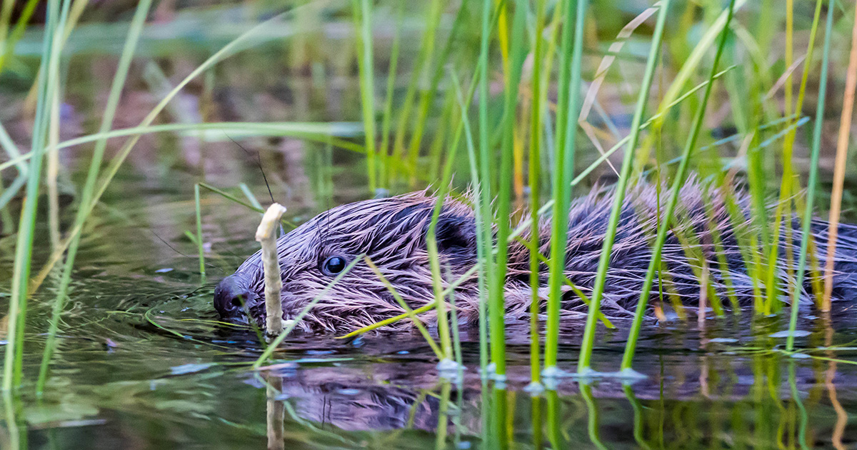 Wildlife Experiences and Outdoor Activities in Sweden | Nordic Discovery